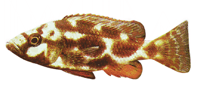 Sleeper Cichlid