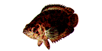 Leopard Climbing Perch