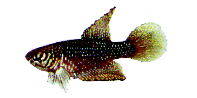 Pearl Killifish