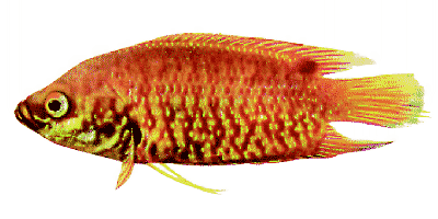 Combtail Paradise fish