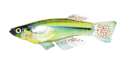 Blaugrüner Procatopus