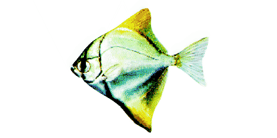 Silberflossenblatt