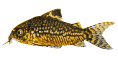 Leopard Catfish
